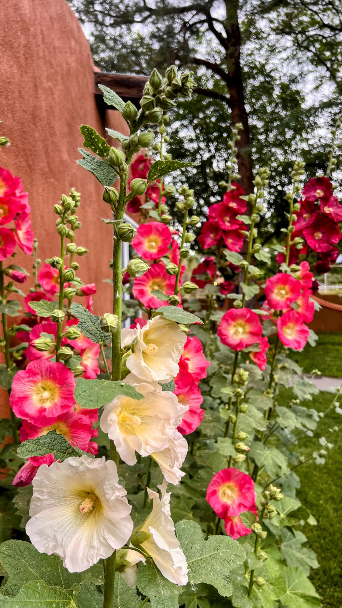 Kano Nious - Academy West - Coldwell Banker Legacy